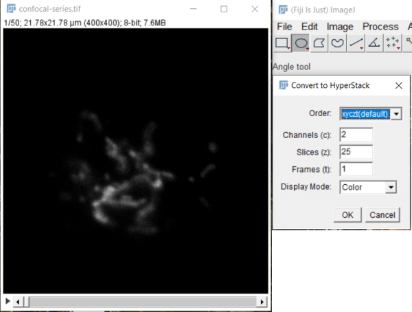 Visikol® - Blog Post: Loading and Measurement of Volumes in 3D Confocal ...