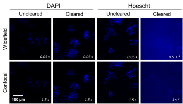 Visikol® - Blog Post: Optimizing staining protocols with Visikol HISTO ...