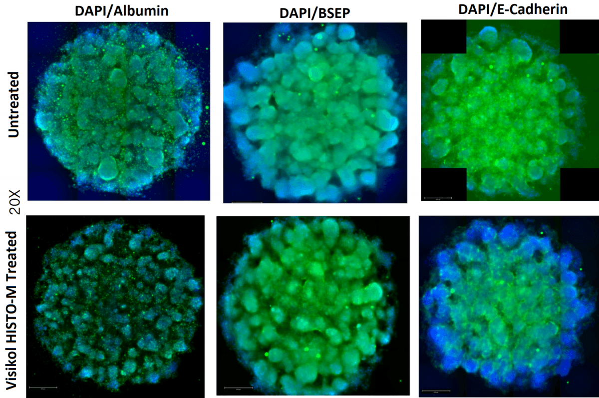 Visikol® - Blog Post: Visikol HISTO-M Imaging of Hepatic Organoids ...