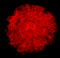 The Power of 3D Cell Culture Models | Visikol