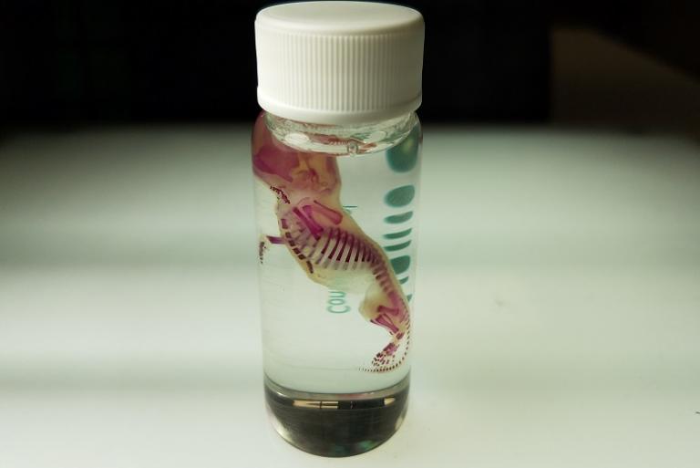 Mouse Brain Slicer | Visikol