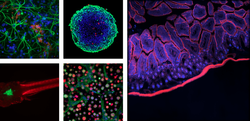 Visikol Expands Imaging Capability with Molecular Devices ImageXpress ...