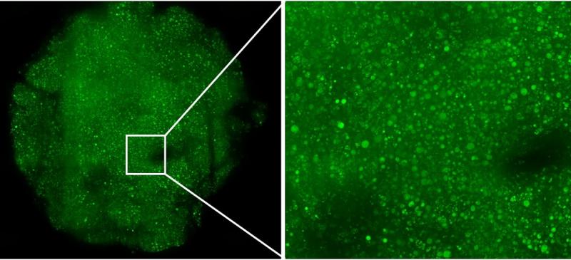 Precision-Cut Liver Slices - Study Formats