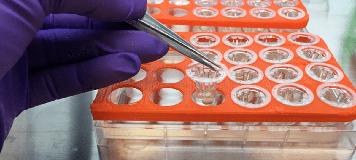 Visikol PCLS Assays Using Precisionary Compresstome | Visikol