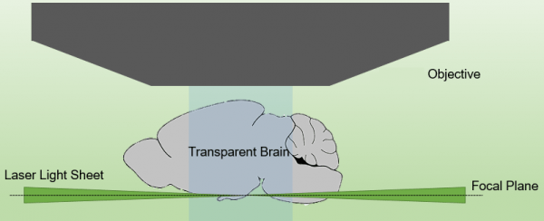 Light Sheet Imaging for Fluorescence Microscopy | Visikol