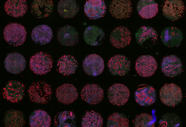 Multiplex Imaging in a GLP Setting | Visikol