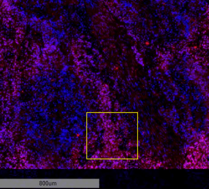 Spatial Profiling of RNA and Protein with HCR Imaging