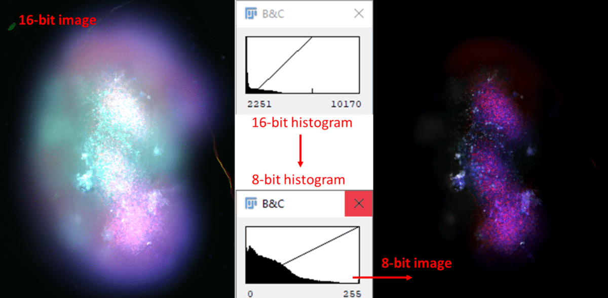 3D Volume Renderings for Multi-Channel Microscopy Images