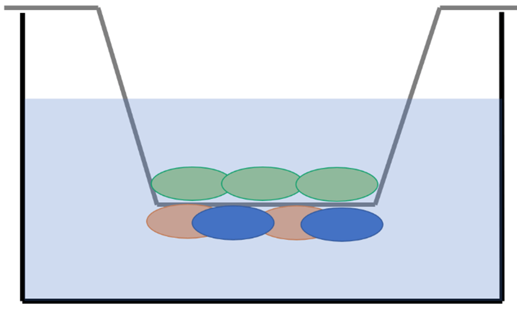 In Vitro Blood Brain Barrier Permeability Assessment