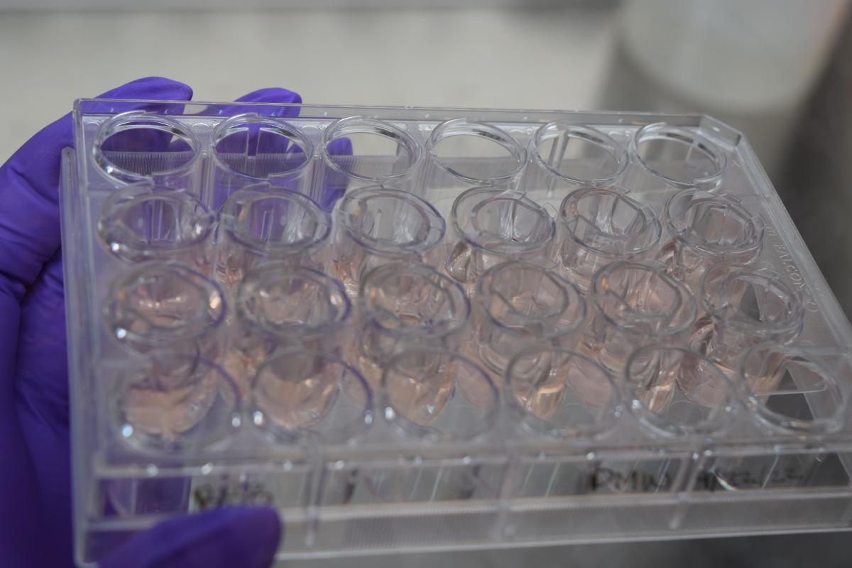 Visikol’s Development of a BBB Model