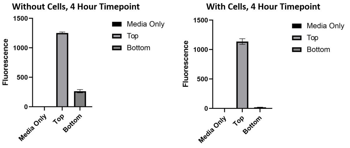 In Vitro Blood Brain Barrier Permeability Assessment