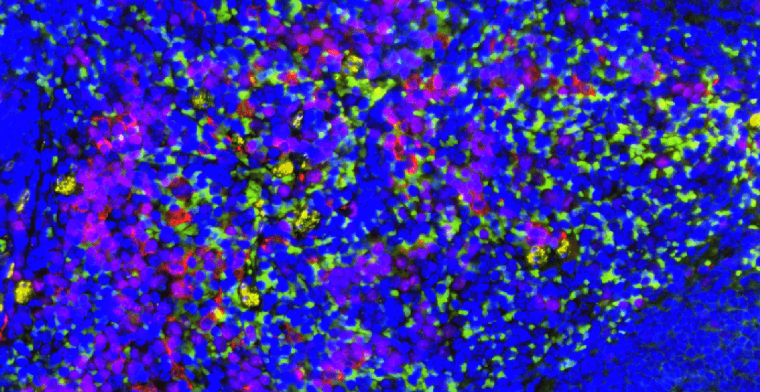 Digital Pathology Slide Scanning - Visikol