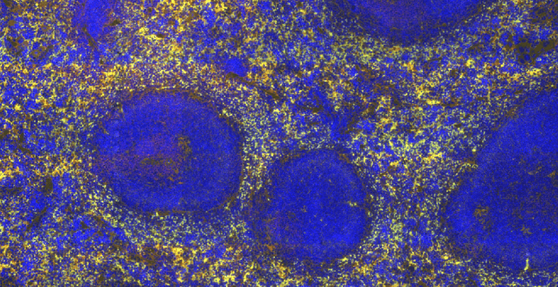 Digital Pathology Slide Scanning - Visikol