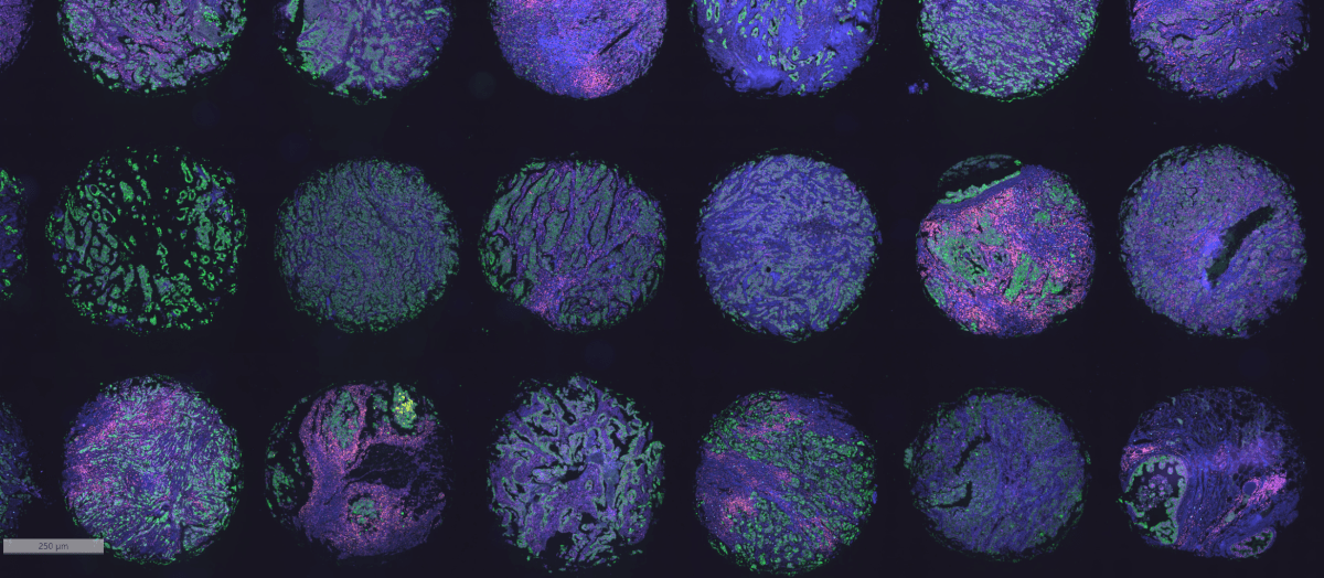 The Use Case: Brightfield, IF, & IMC | Visikol