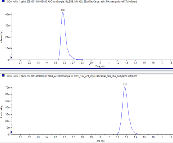 Quantification of global m6A RNA methylation levels by LC-MS/MS