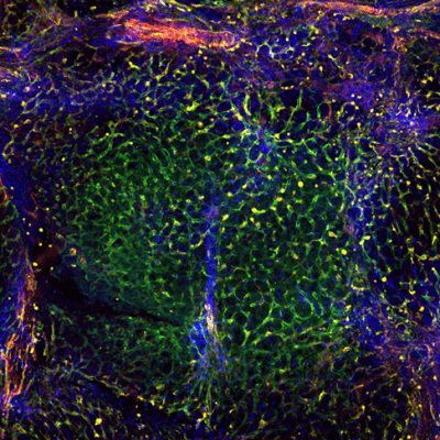 Why Use a Precision Cut Tissue Slice Model?