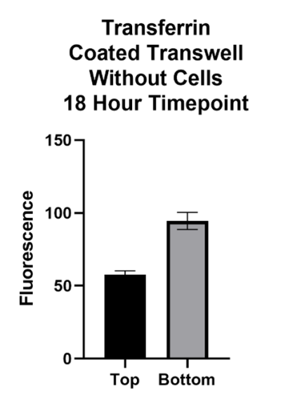 In Vitro Blood Brain Barrier Permeability Assessment