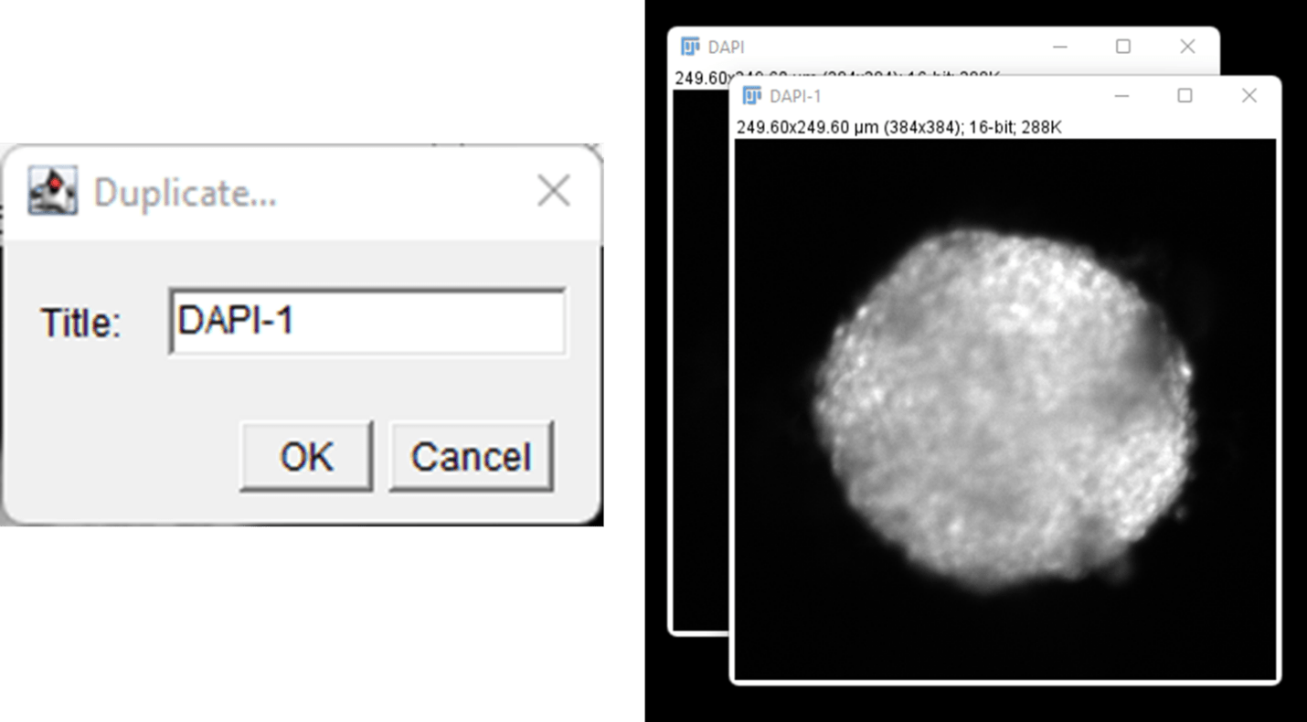 Top 5 Keyboard Shortcuts for ImageJ | Visikol