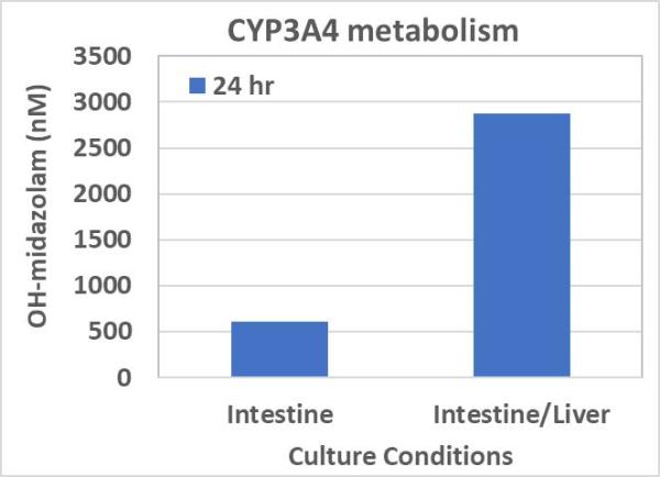 First Pass Metabolism Model