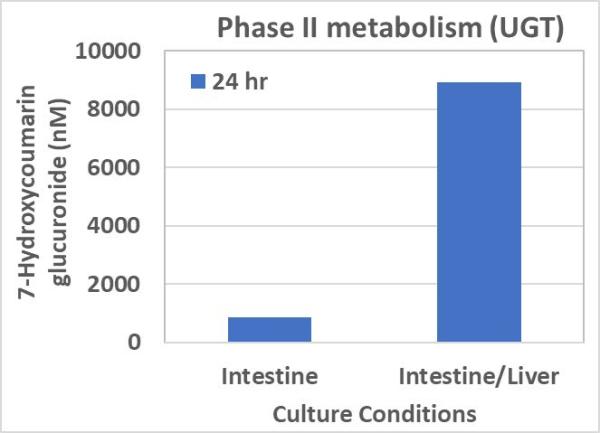 First Pass Metabolism Model