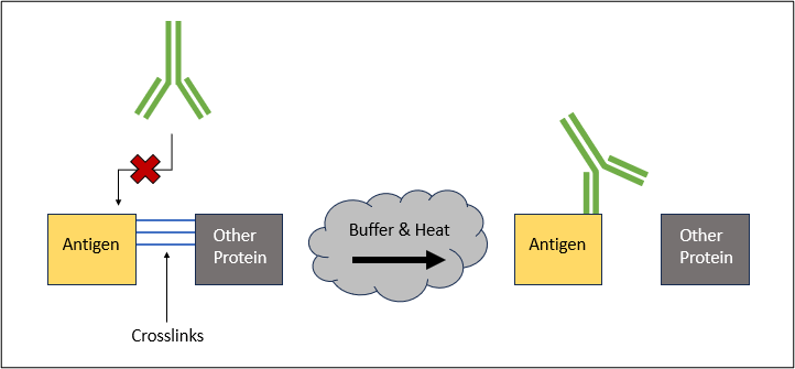 The Heat is On: Unlocking Antigens for Spectacular Imaging