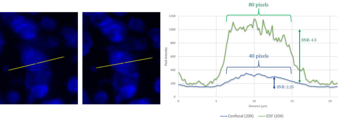 The Truth About Confocal Imaging | Visikol