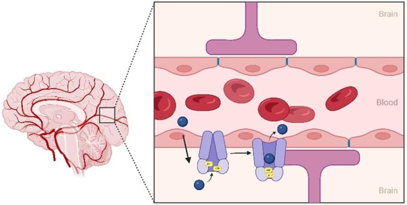 P-Glycoprotein Function Within Visikol's In Vitro BBB Model